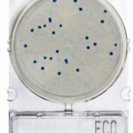 Compact Dry EC | Análisis de E. Coli y Coliformes