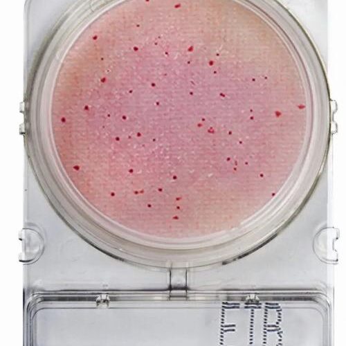 Compact Dry SL - Detección Específica de Salmonella